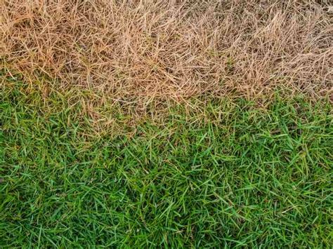 Difference Between Dormant And Dead Grass At Hayden Ness Blog