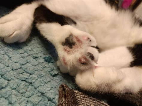 Sleepy Beans Rjellybeantoes
