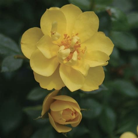 Oso Easy Roses Proven Winners ColorChoice Flowering Shrubs