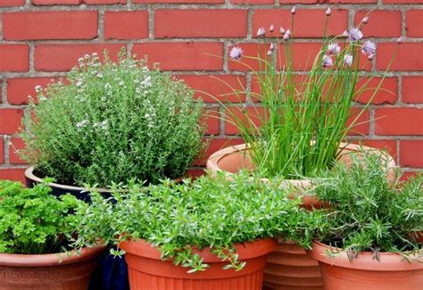 12 Best Herbs For Containers And Tip For Growing Them In Pots