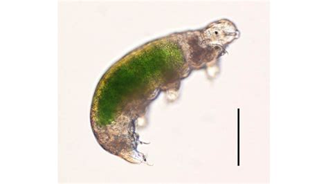 Microscopic Water Bear