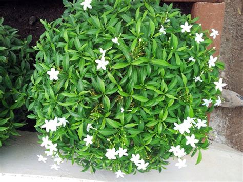 ปักพินในบอร์ด Planting