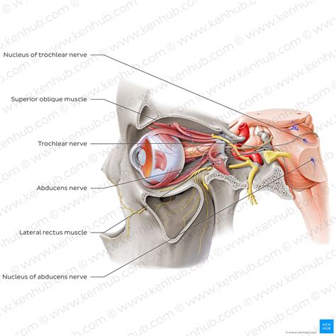Abducens Nerve Cranial Nerve Vi Anatomy And Function Kenhub