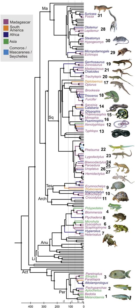 Vertebrate Phylogeny