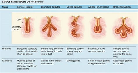 Glands Classifications Types Functions And Diagrams Jotscroll