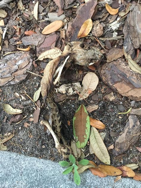 Rat Skeleton Because Why Not Scrolller