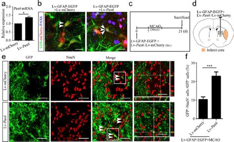Fig Ure 6 Overexpression Of Pax6 Increases The Conversion Of Astrocytes