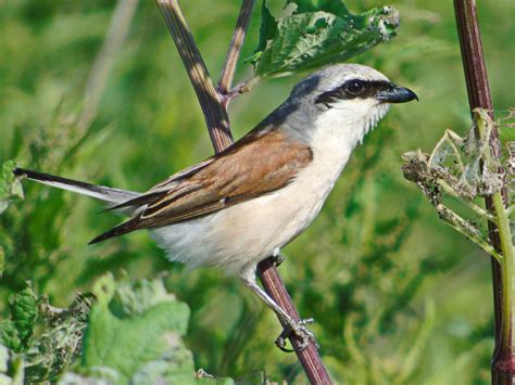 Shrike Bird South Africa