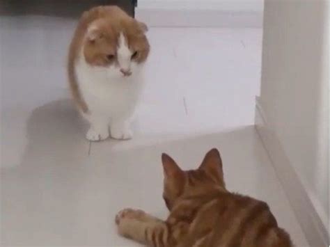 初めてほかの猫を見た子猫がとった行動から目が離せない！（ねこのきもちnews）