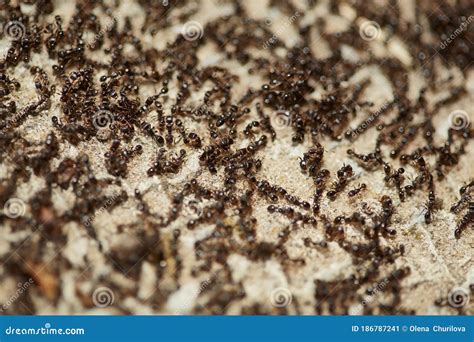 Black Ants Many Flocks Of Insects Return To The Nest Ants Are Running Ants Looking For Food