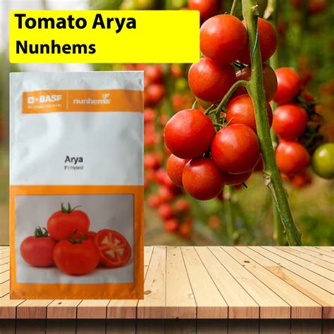 Nunhems Arya Tomato 3000 Seeds Agriplex