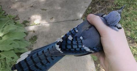 A Bird In The Hand Probably Has Something Wrong With It Album On