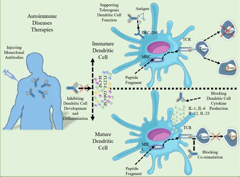 Dendritic Cell Targeting Therapies Download Scientific Diagram