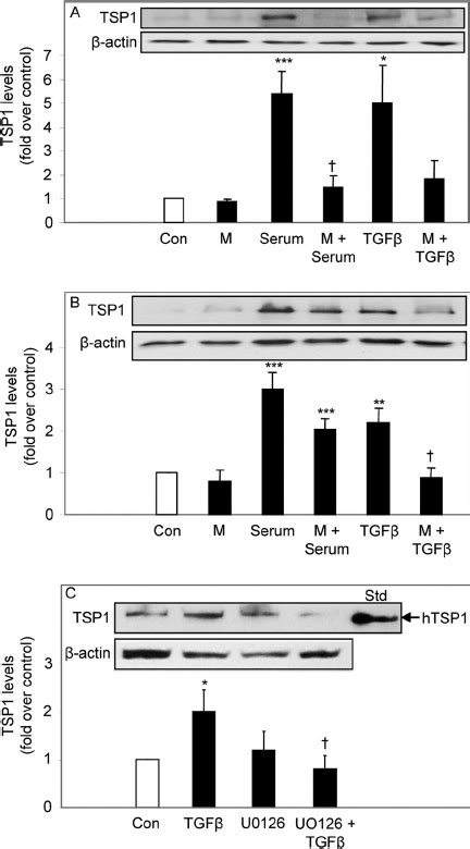 Long Term Morphine Attenuates Tgf ␤ 1 And Serum Induced Tsp1 Protein