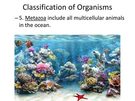 Ppt Marine Biology Powerpoint Presentation Free Download Id1996505