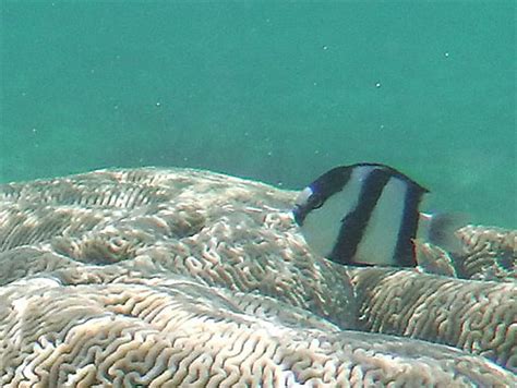 Poissons Aqaba Masque Et Tuba Poissons Aqaba Wadi Rum Et Mer