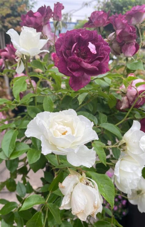 Rose Burgundy And White Iceberg 3ft Standard Hello Hello Plants