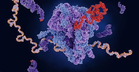 Elucidating The Effects Of The Epitranscriptome On Cellular Function