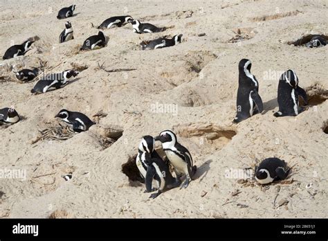 Penguins Boulders Beach Cape Town South Africa Stock Photo Alamy