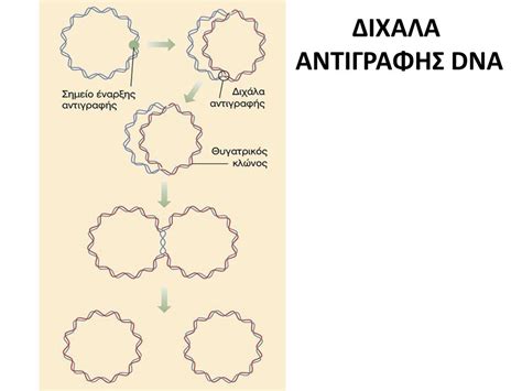 ΑΝΤΙΓΡΑΦΗ Dna Ppt κατέβασμα