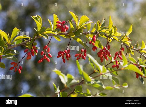 Berberis vulgaris hi-res stock photography and images - Alamy