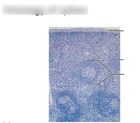 Histology Of Spleen Diagram Quizlet