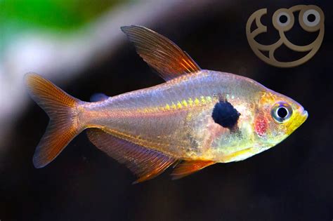 Yellow Phantom Tetra Hyphessobrycon Roseus Fish Profile Care Guide