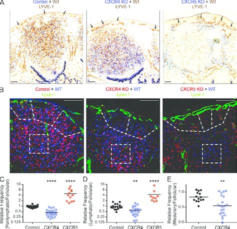 Cxcr4 Promotes And Cxcr5 Inhibits B Cell Access To Pp Lymphatics A