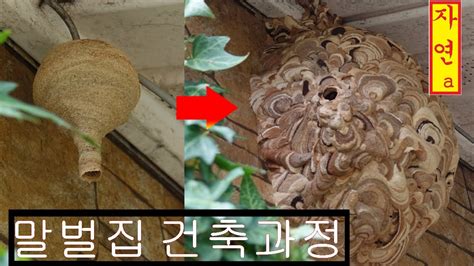 말벌 키우기 Youtube