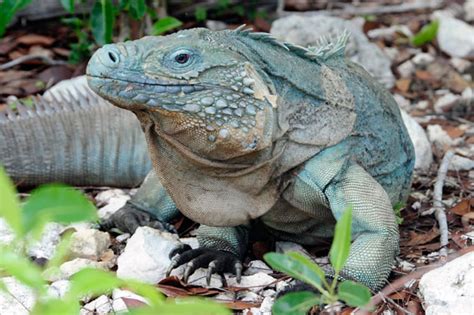 Iguana Azul 【peligro De Extinción Características Y MÁs】↓