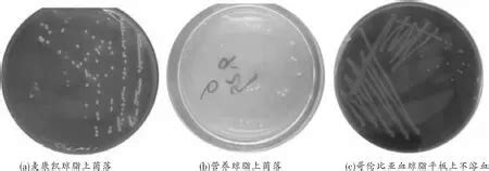 禽致病性大肠杆菌的分离与毒力基因检测 参考网