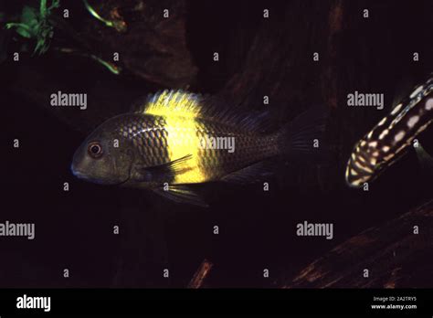 Blunthead Cichlid Tropheus Moorii Kirizi Stock Photo Alamy