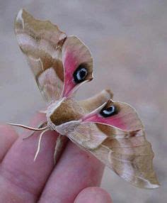Flutter Starlight Moths That Are Real Ideas Moth Beautiful Bugs Beautiful Butterflies