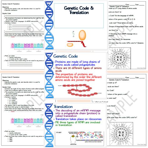 Genetics Genetic Code Translation PowerPoint Worksheet Made By