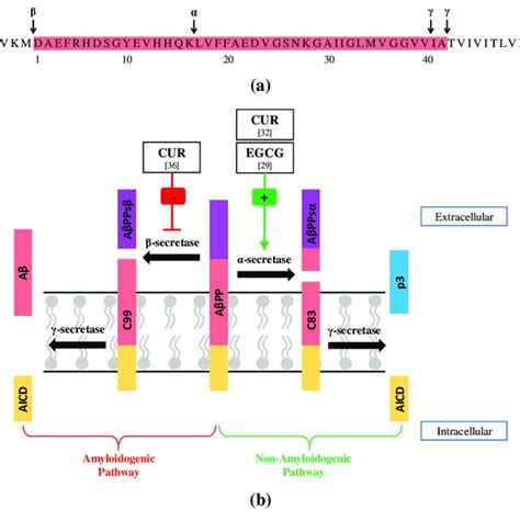 Enzymatic Processing Of Amyloid β Precursor Protein Aβpp A