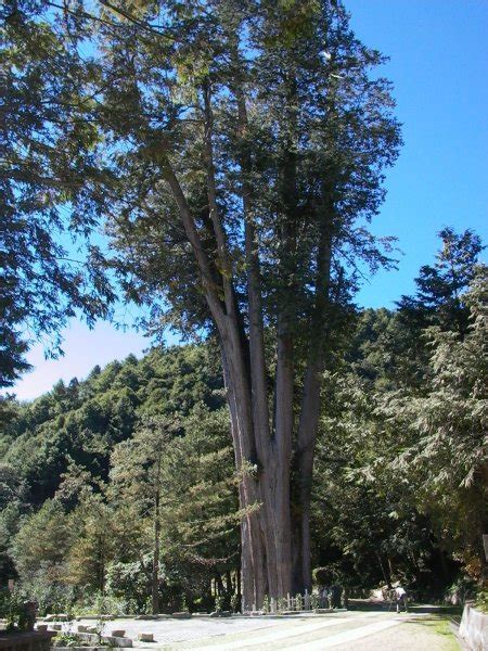 【樹齡重估】拉拉山與大雪山巨木完成樹齡鑑定 國家森林遊樂區十大巨木出列 健行筆記