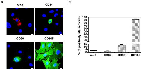 Cell Phenotypes Of Cardiac Explant Derived Cells Cdcs Healthy Mouse