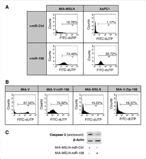 Mir 198 Is An Antagonist Of Msln Mediated Autocrine Pancreatic Cancer