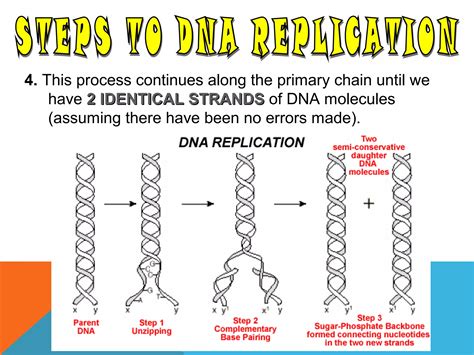 Dna 9th Grade PPT