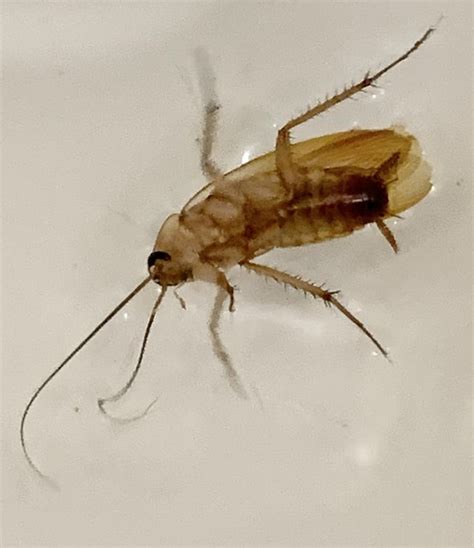 What Type And And What Gender Is This Cockroach What Do I Need To Know About It Rwhatsthisbug What Type And And What Gender Is This Cockroach What Do I Need To Know About It Rwhatsthisbug