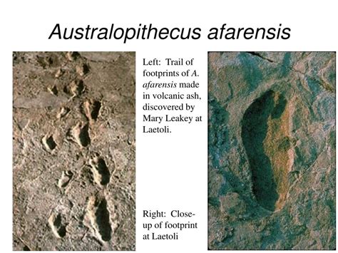 Ppt Ardipithecus Ramidus Powerpoint Presentation Free Download Id