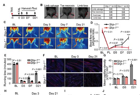 Loss Of Shp 1 Src Homology Region 2 Domain Containing Phosphatase 1