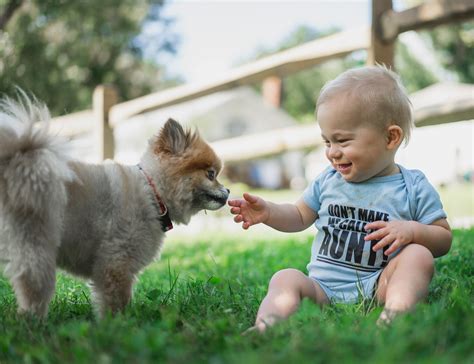 Why Do Dogs Like Babies Exploring Protection And Understanding