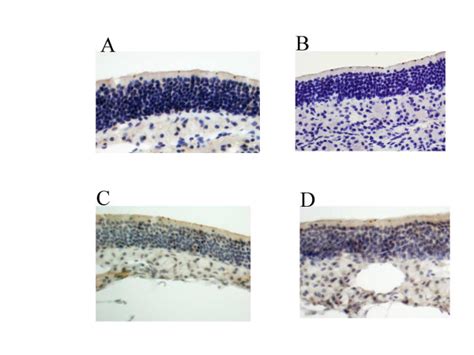 Cftr Immunostaining In The Nasal Epithelium Of Wild Type Mf1 A