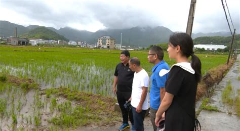 台风过后病虫害怎么防治？农技专家深入田间地头指导