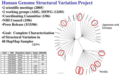 Ppt Genomic Duplications Structural Variation And Disease Powerpoint Presentation Id4425789