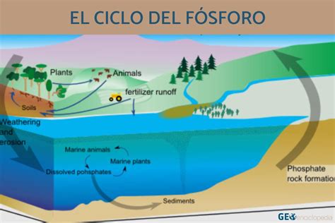 Ciclo del fósforo qué es etapas e importancia Resumen