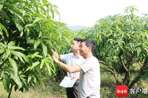 为民办实事丨连续11年被列入为民办实事项目 海南农民小额贷款贴息政策惠及农户逾143万户 手机新浪网