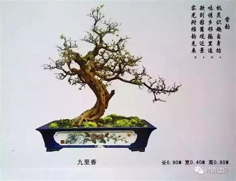 一組盆景作品欣賞盆景與詩結合意境就升華了 每日頭條