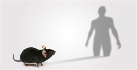 Mouse Genes Could Help Decipher Human Disease Embls European